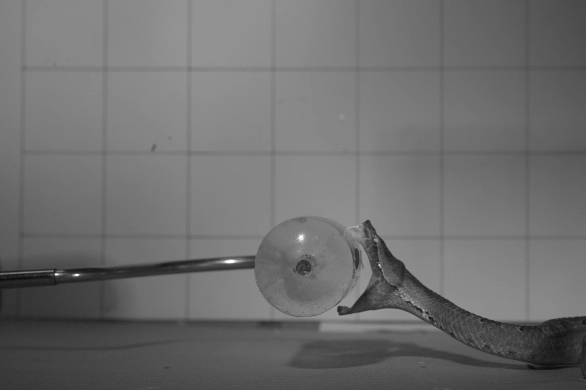 This Is What a Venomous Snake Bite Looks Like at 1,000 Frames per ...